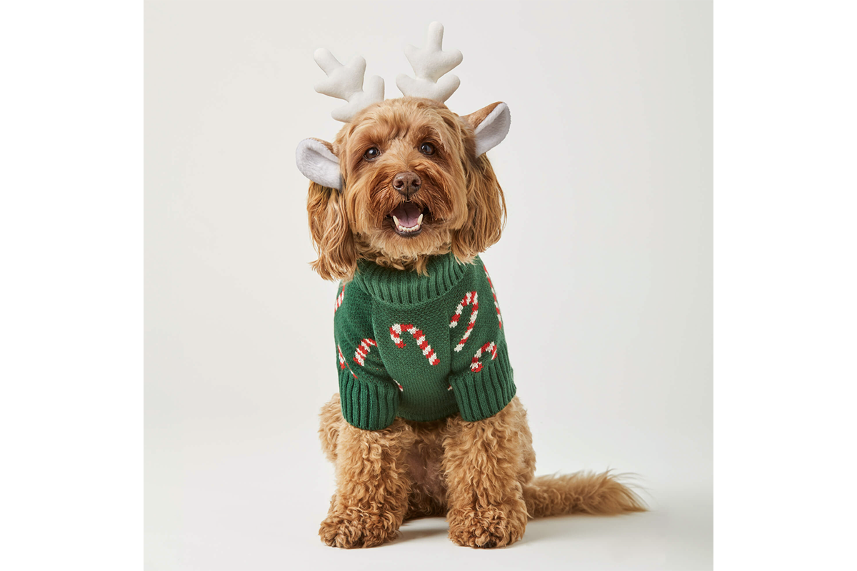 Green Candy Canes Dog Sweater – Lucy's Market